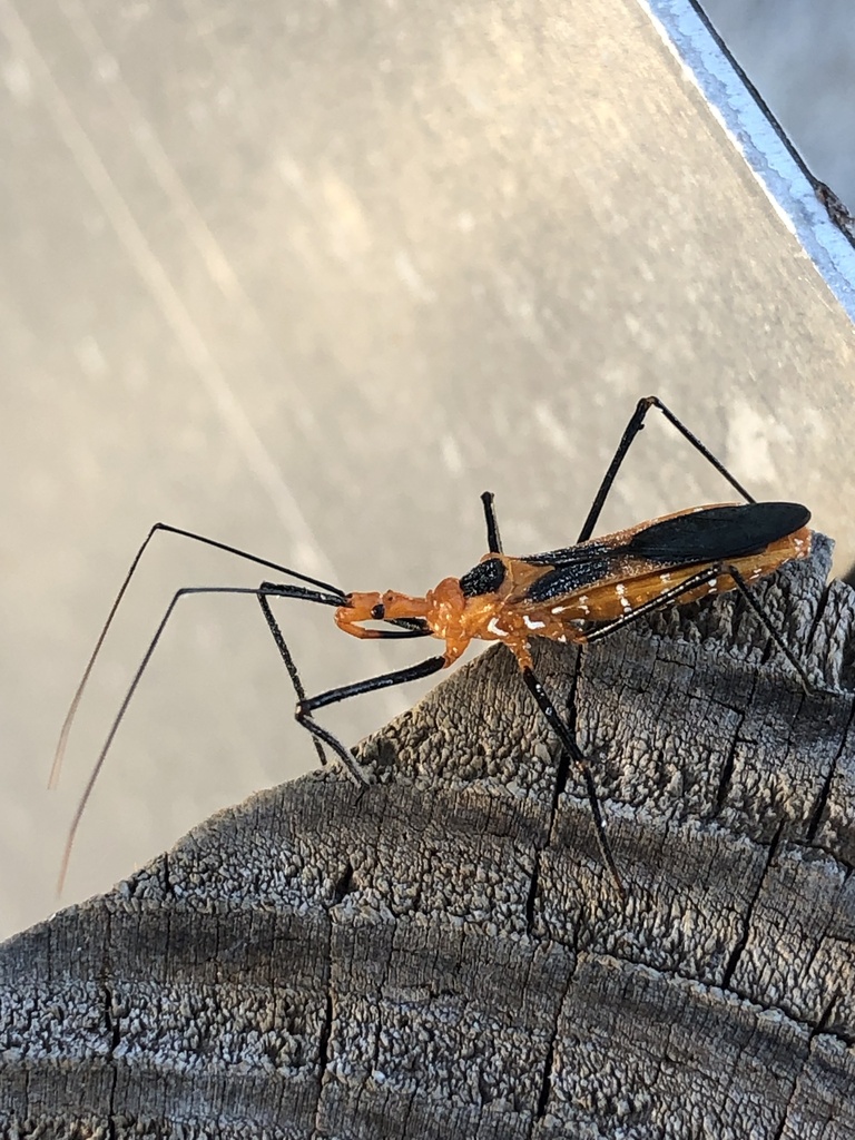 Milkweed Assassin Bug from Florida State Parks, Manasota Key, FL, US on ...