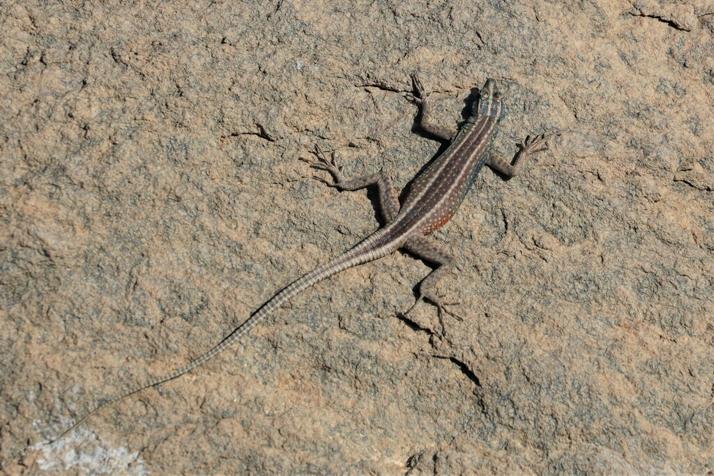 Augrabies flat lizard from Augrabies, 8874, South Africa on August 6 ...
