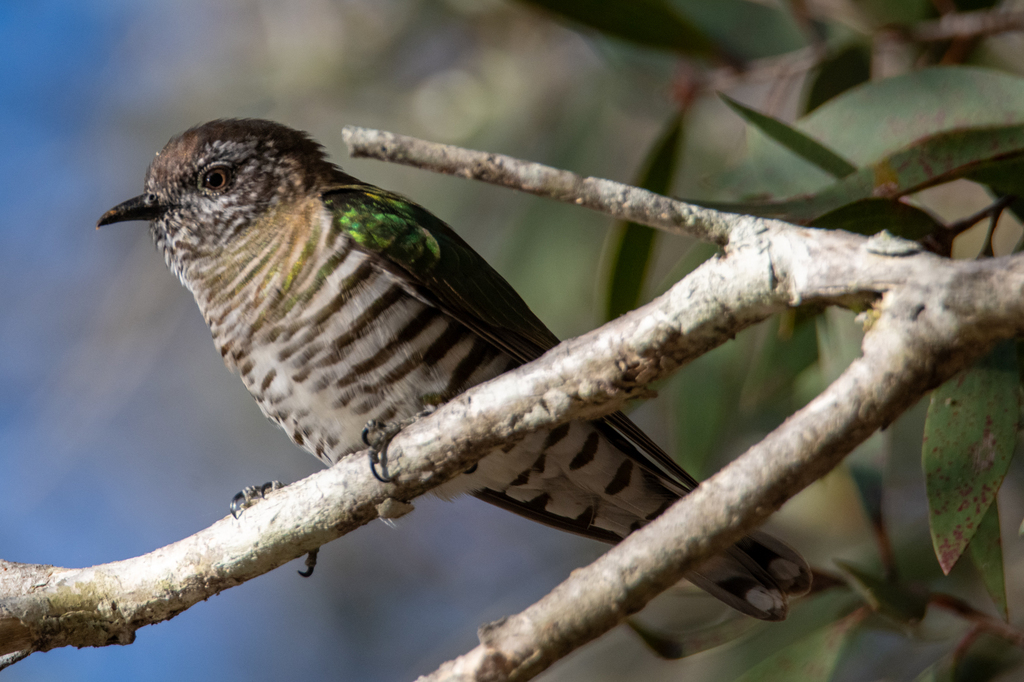 Shining Bronze-Cuckoo from Lake MacDonald QLD 4563, Australia on June ...