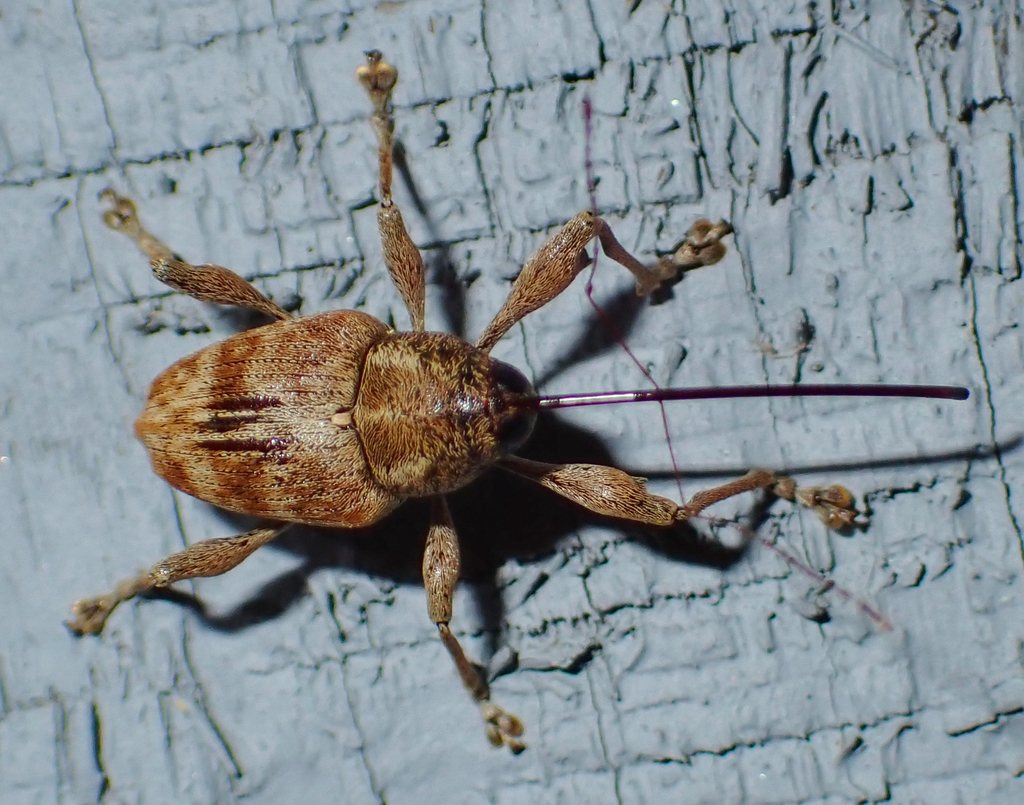 Nut and Acorn Weevils from Greenwood, ME, USA on August 20, 2023 by ...