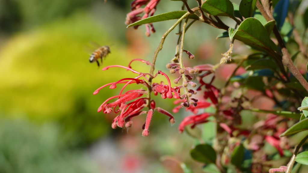 royal grevillea from Mount Tomah NSW 2758, Australia on April 24, 2019 ...
