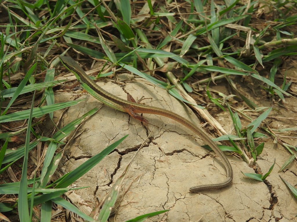 Oriental Long-tailed Grass Lizard from Leuwisadeng, Bogor, West Java ...