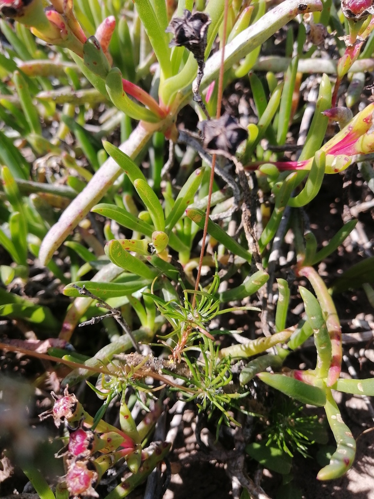 Tall Spookasem from West Coast District Municipality, South Africa on ...