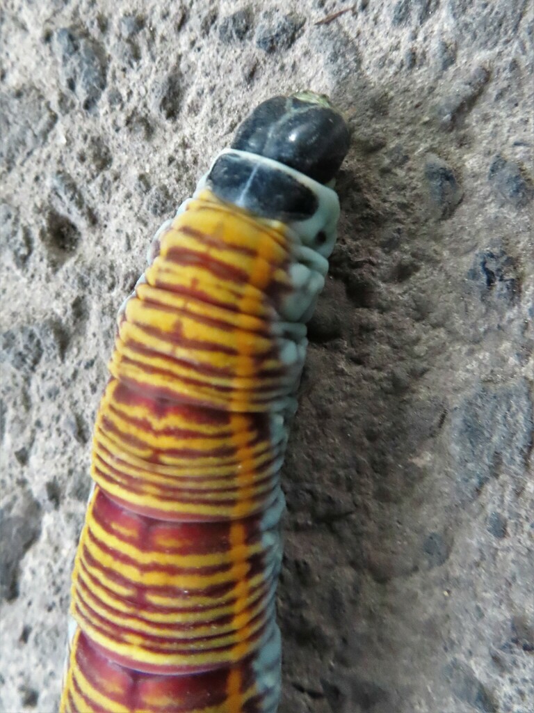 Fig Sphinx from Polanco, Polanco I Secc, Ciudad de México, CDMX, México ...