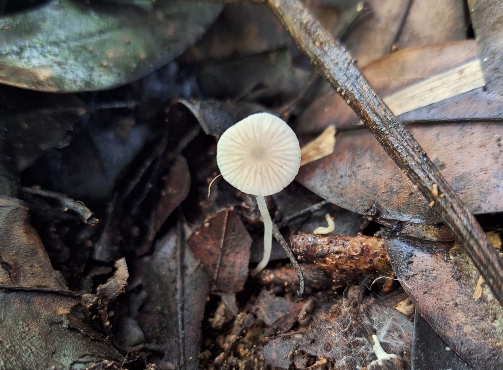 Hydropus from Miradero, Mayagüez, Puerto Rico on August 19, 2023 at 09: ...