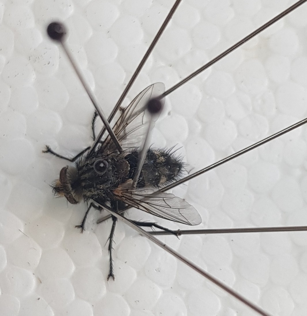 Exorista from Ленинградская обл., Россия, 188820 on August 20, 2023 at ...