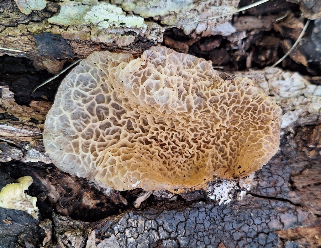 Auricularia scissa from Miradero, Mayagüez, Puerto Rico on August 19 ...