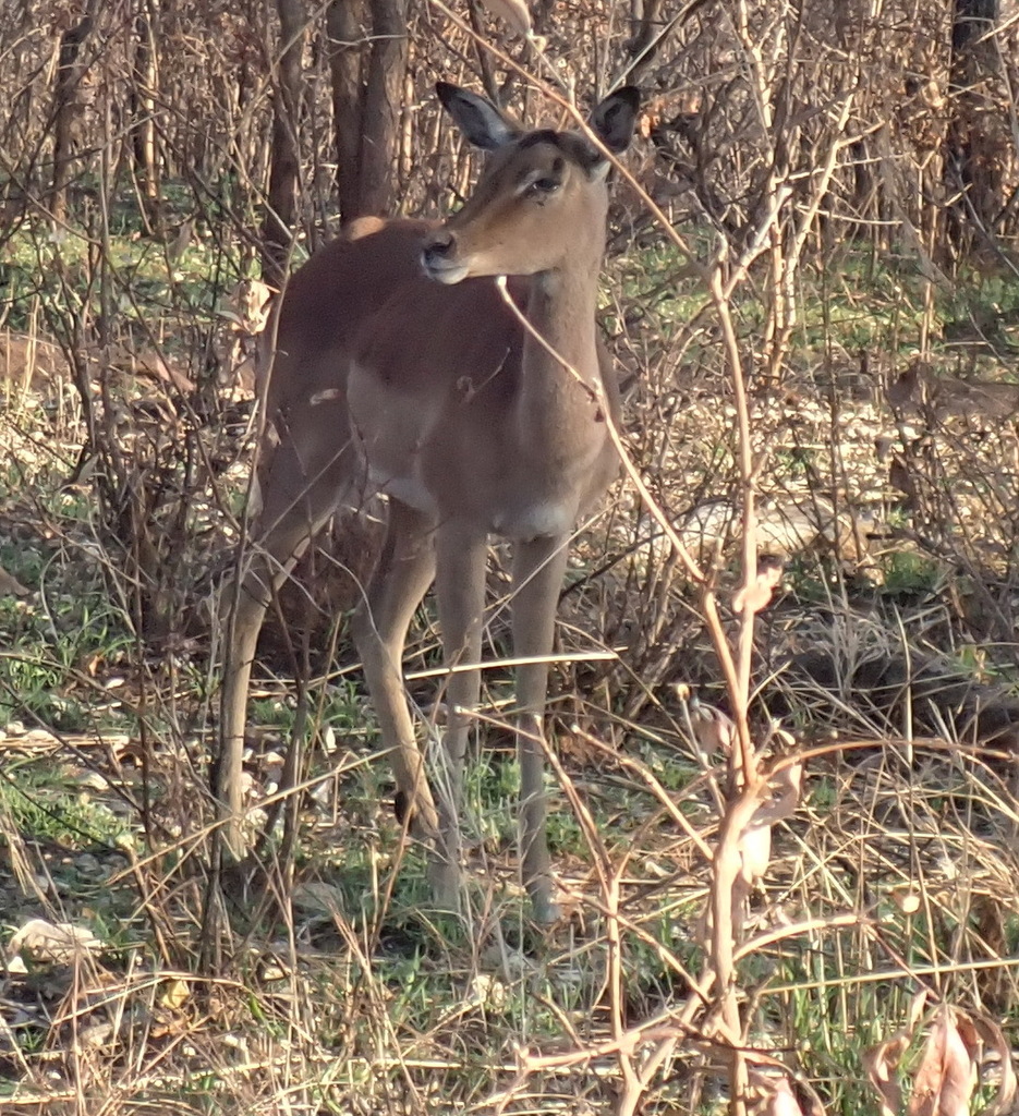 Common Impala from Kruger National Park, Ehlanzeni District ...