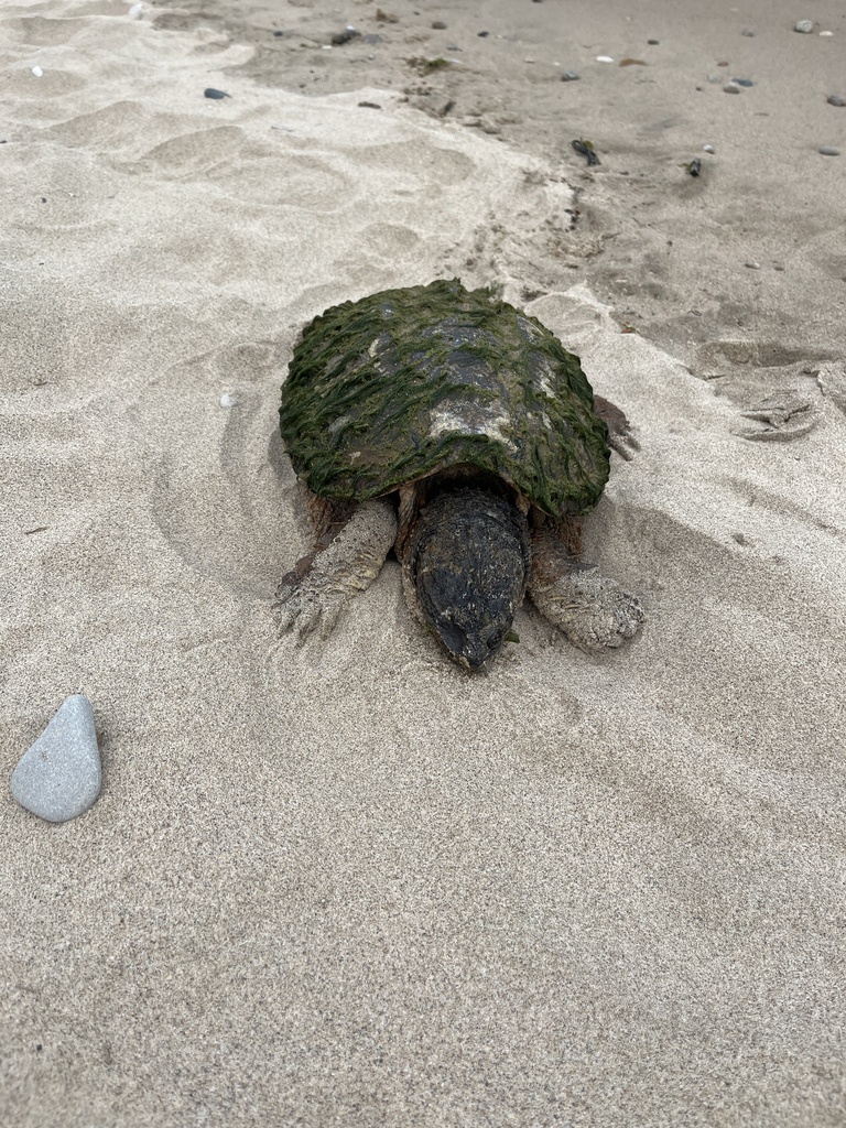 Common Snapping Turtle from Lake Huron, Lambton Shores, ON, CA on ...