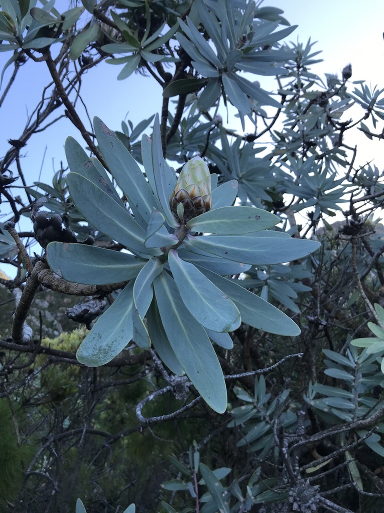 Wagon Tree from Fernkloof Nature Reserve on August 9, 2023 at 10:05 AM ...