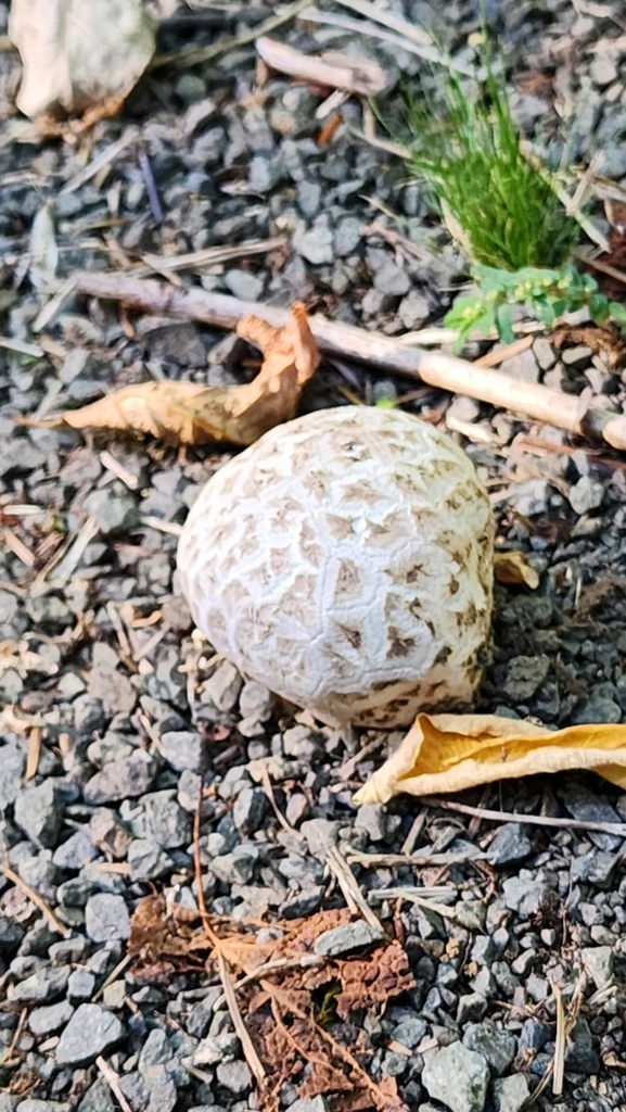 Purple-spored Puffball from Location: 45.500089, -122.989674 on August ...