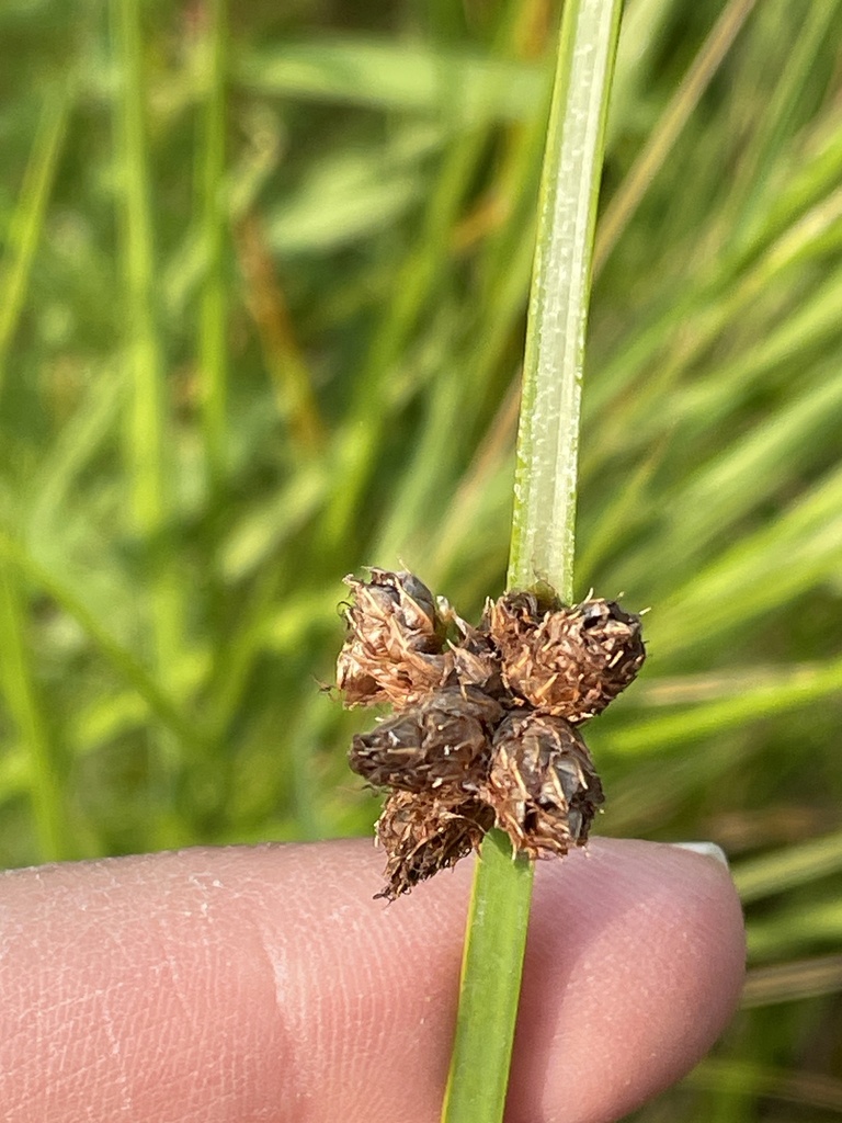 three-square bulrush from Barkhausen Waterfowl Preserve, Suamico, WI ...