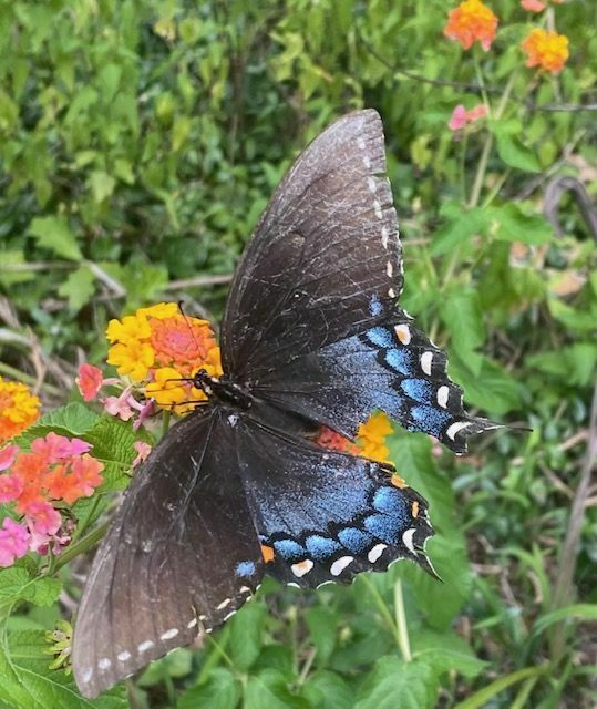 Eastern Tiger Swallowtail from Okuma Dr, Virginia 23836 on August 20 ...