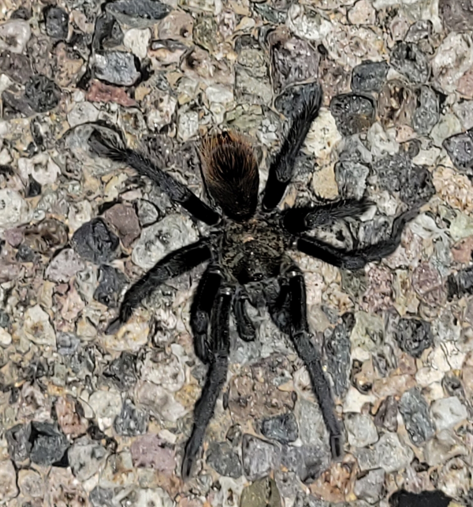 Aphonopelma in August 2023 by David Heckard · iNaturalist