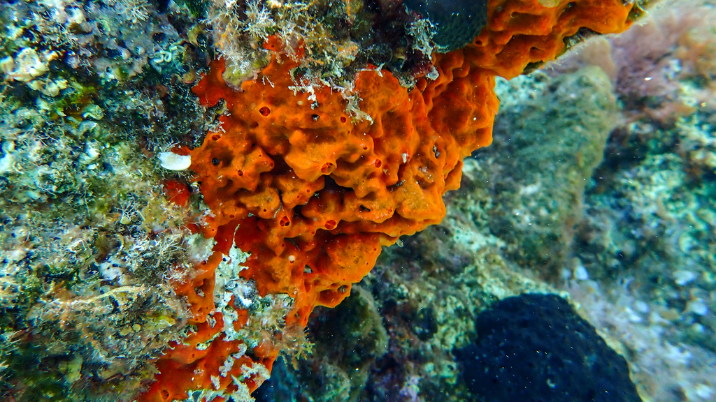 Oyster Sponge from Ionian Islands, Peloponnese, Western Greece and the ...