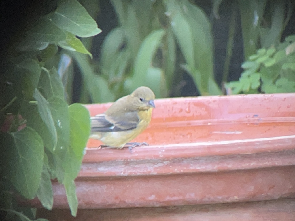 Siskins and New World Goldfinches from Sandshof Dr, Austin, TX, US on ...
