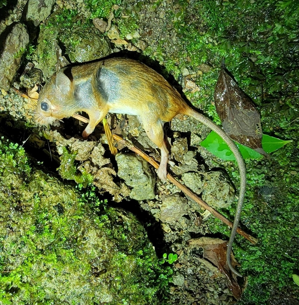 Small Japanese Field Mouse from Daisen, JP-TT, JP on August 20, 2023 at ...