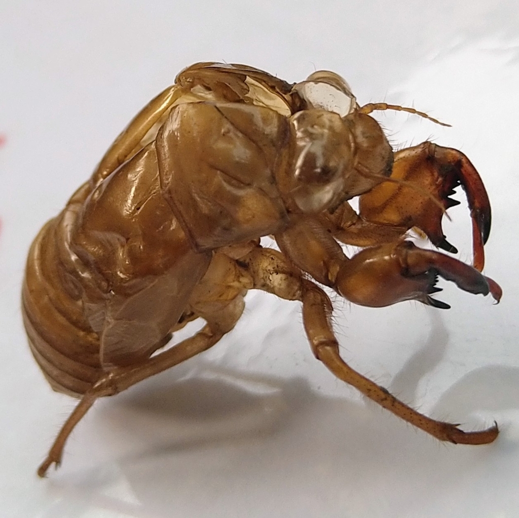 Robust Cicada from 日本 〒386-0025 on August 20, 2023 at 03:59 PM by ...