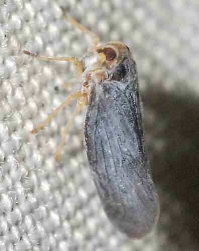 Cedusa widisca · iNaturalist