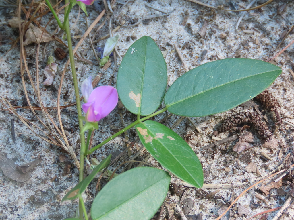 eastern milk-pea from North Virginia Beach, Virginia Beach, VA, USA on ...