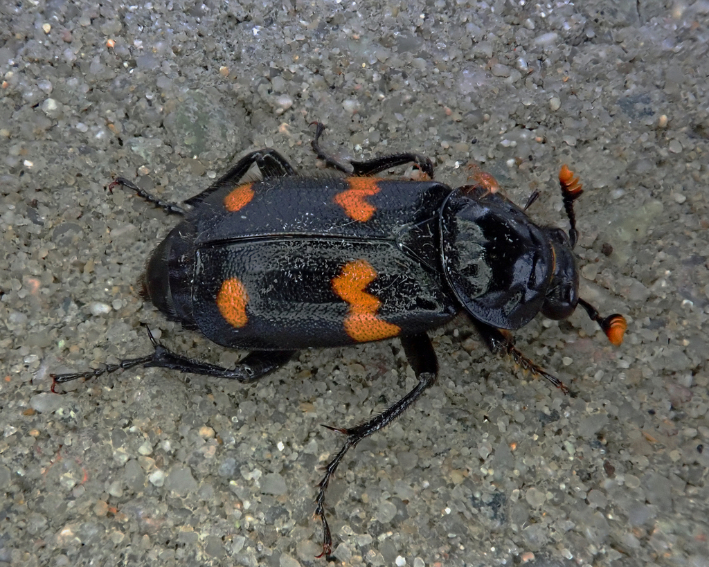 Roundneck Sexton Beetle from Salem, NH 03079, USA on August 21, 2023 at ...