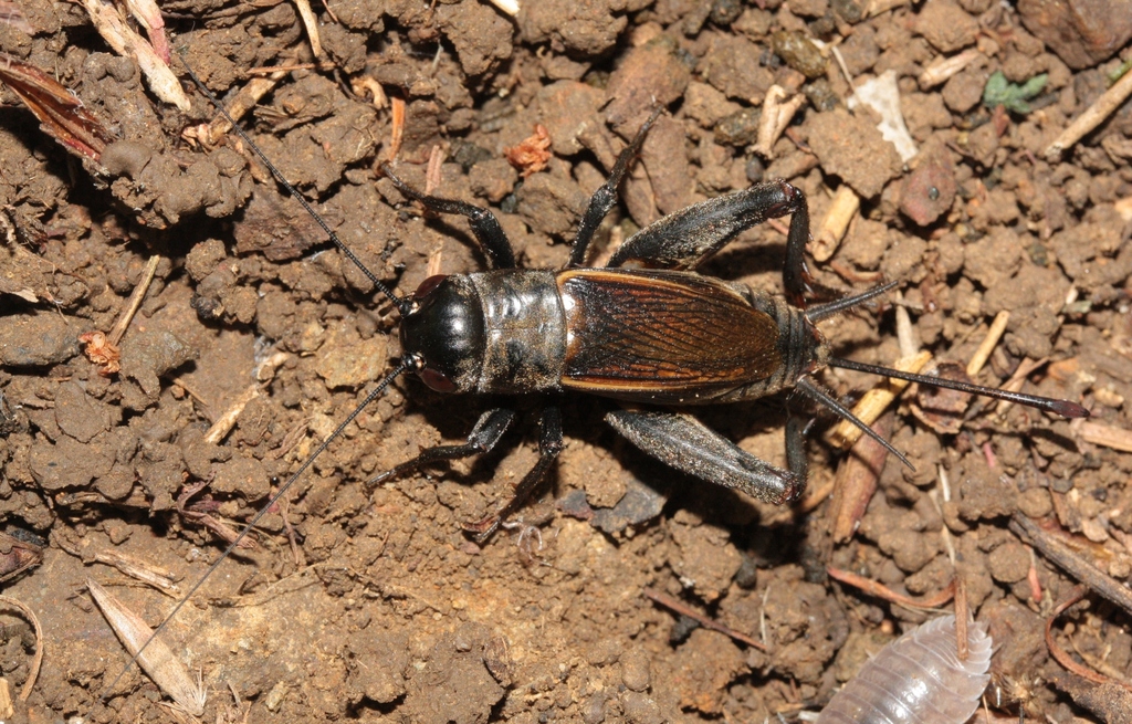 Gryllus lineaticeps (Catálogo de especies de "El cañón de la Carbonera ...