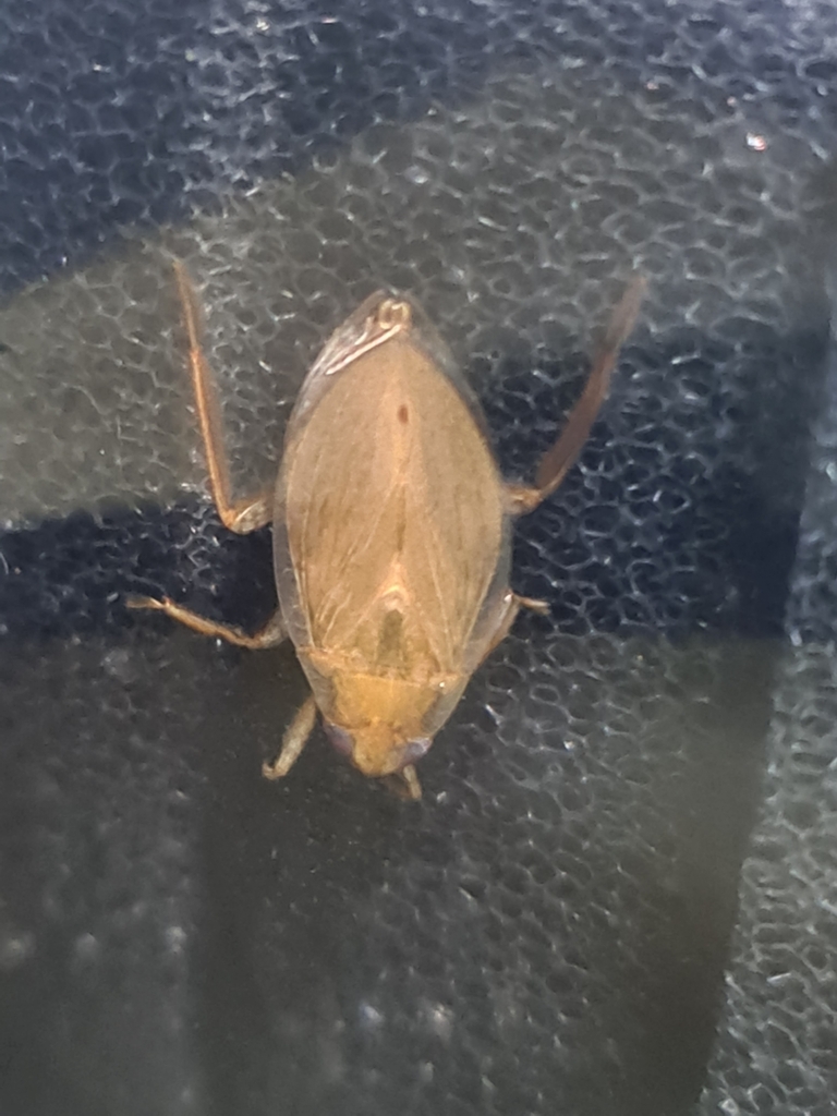 Diplonychus rusticus from Taal, Bocaue, Bulacan, Philippines on August ...