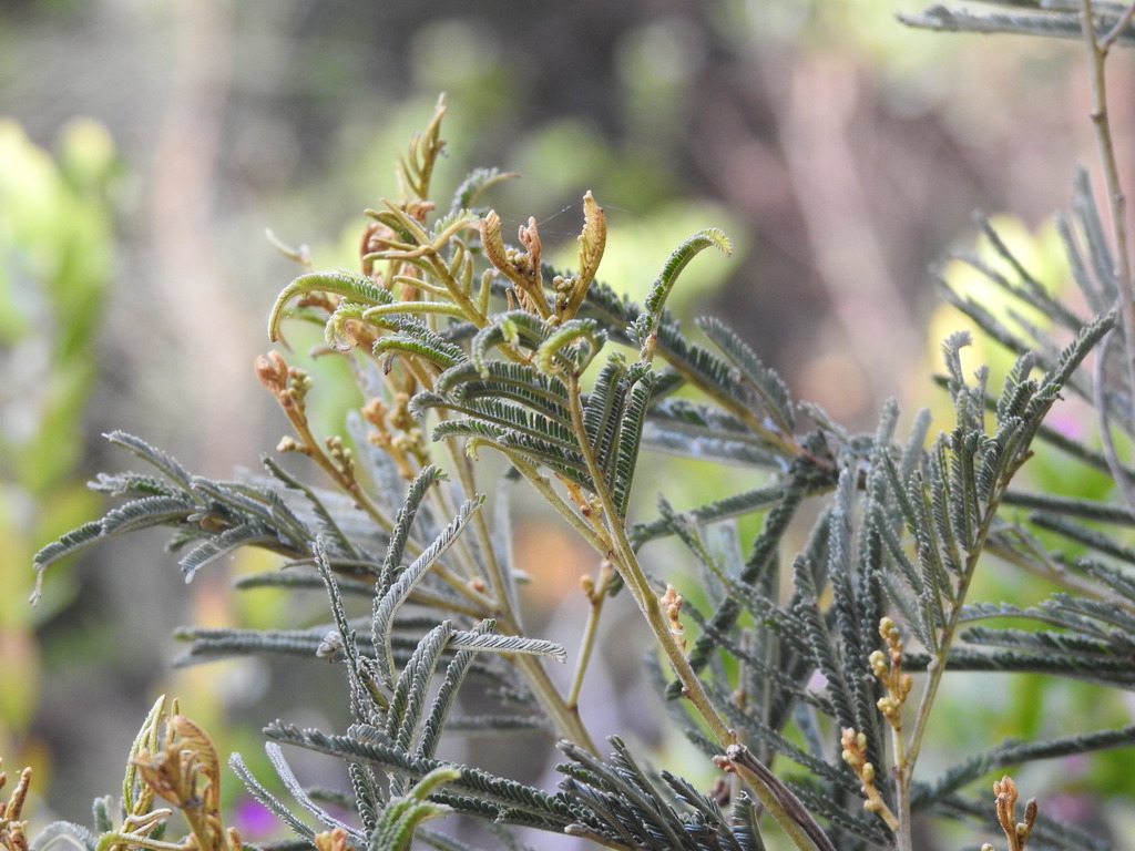 black wattle from Hobart TAS, Australia on August 21, 2023 at 02:02 PM ...