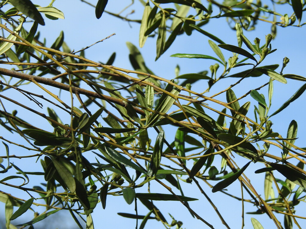 Pinkwood from Hobart TAS, Australia on August 21, 2023 at 02:02 PM by ...