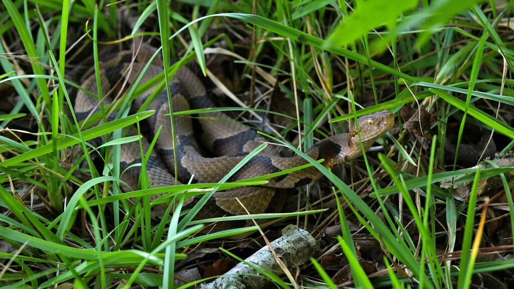 Eastern Copperhead from Smith County, MS, USA on August 7, 2022 at 06:23 AM by Royle Safaris ...