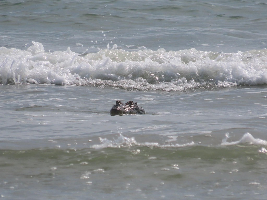 Saltwater Crocodile from Pandeglang Regency, Banten, Indonesia on June ...