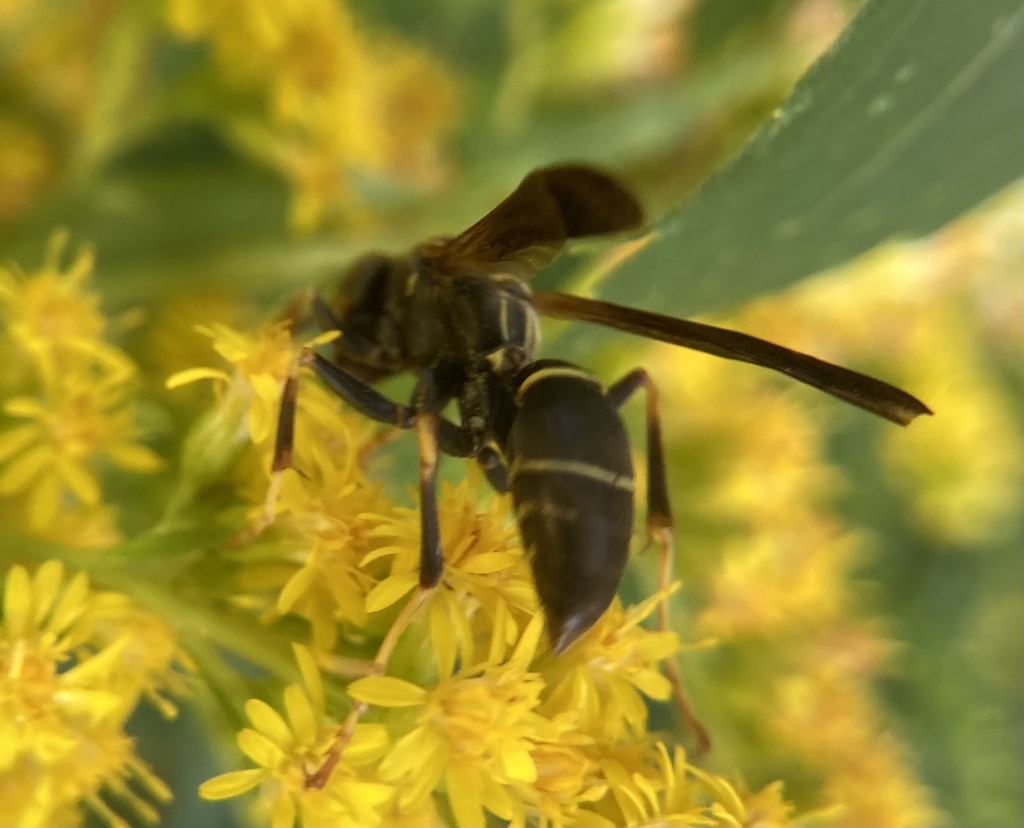 Dark Paper Wasp in August 2023 by bdagley · iNaturalist