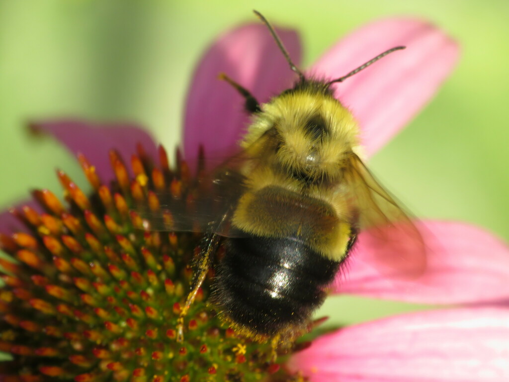 Rusty-patched Bumble Bee in August 2023 by wmct276. Multiple photos of ...