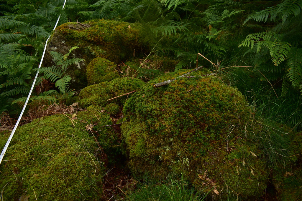Bank Haircap Moss from Cumbria, UK on July 28, 2023 at 10:25 AM by ...