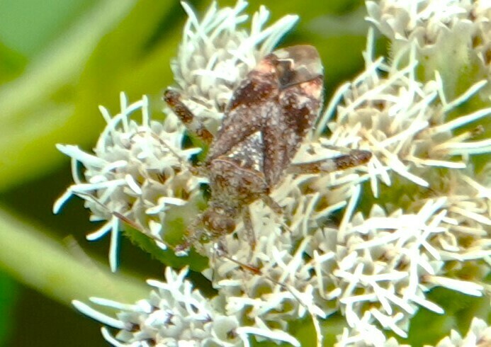 Clouded Plant Bug from Muskoka District Municipality, ON, Canada on ...