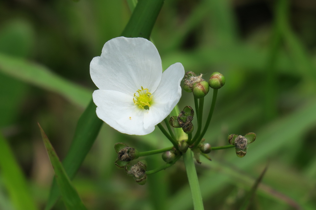 Mexican sword plant from North Eastern Islands, Singapore on February ...