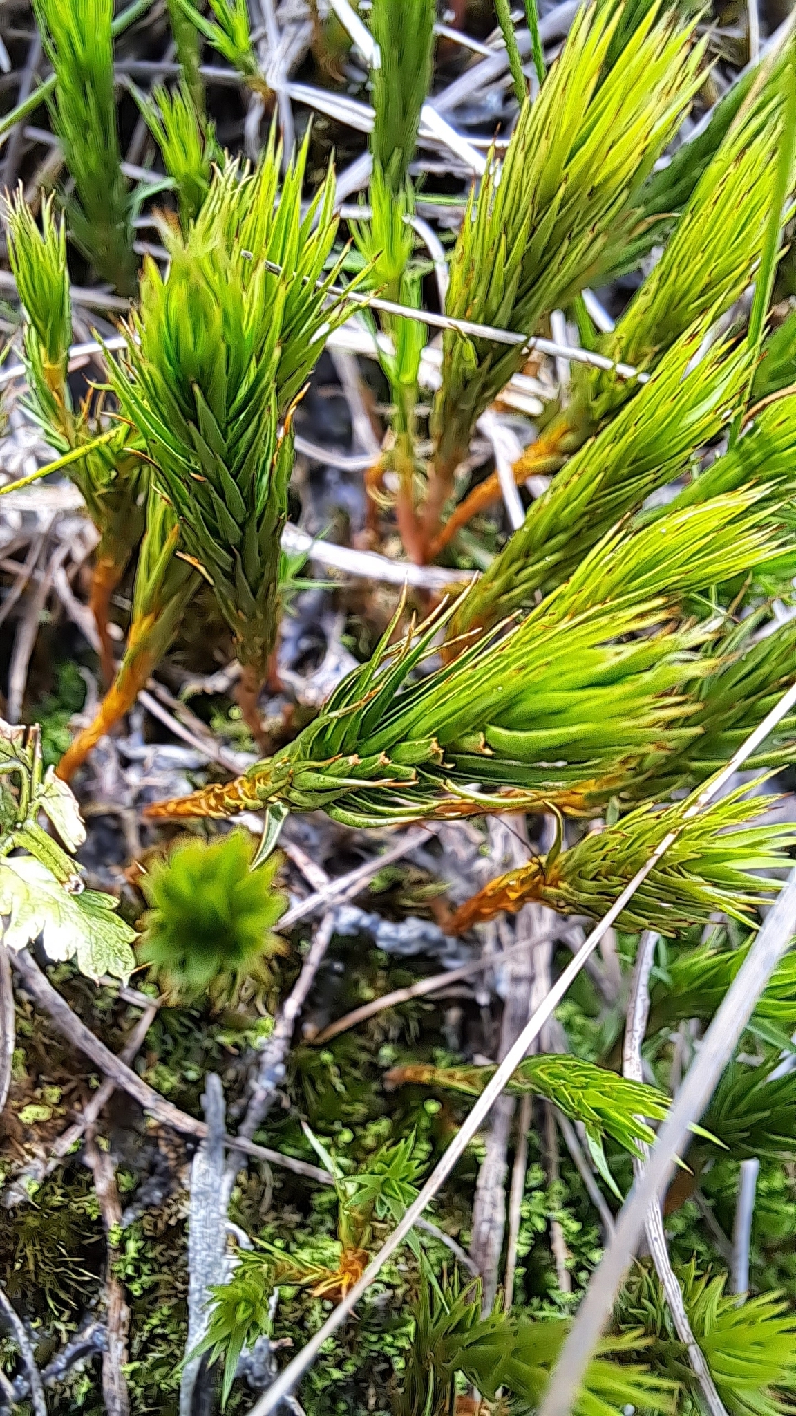 Record of Polytrichum strictum