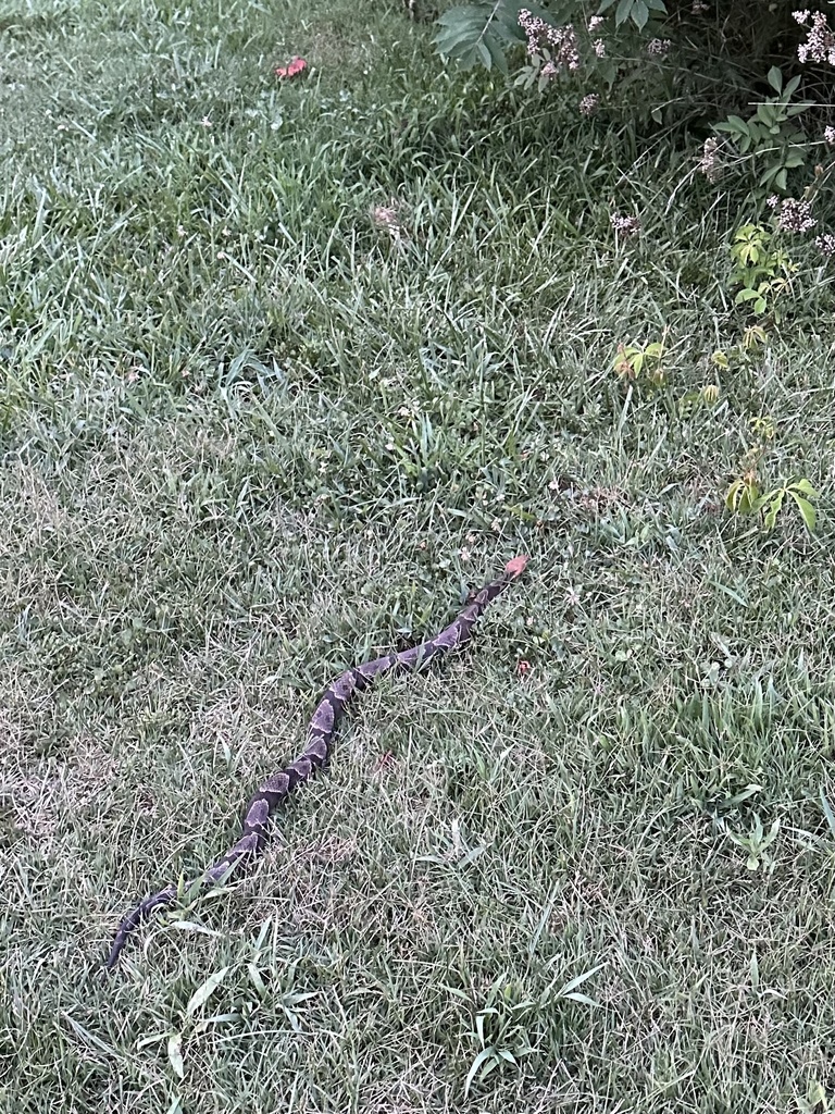 Eastern Copperhead in August 2023 by dungbeetle31 · iNaturalist