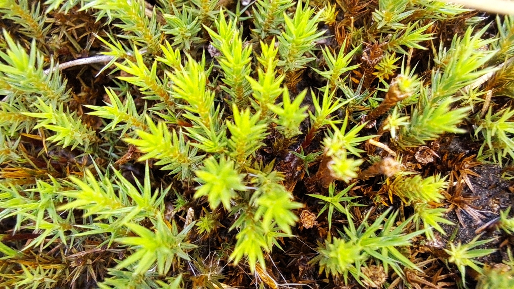 Record of Polytrichum strictum