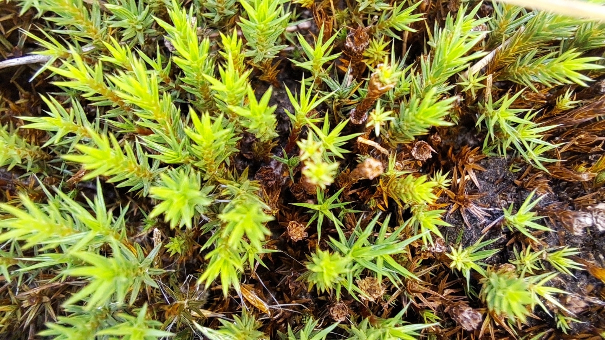 Record of Polytrichum strictum