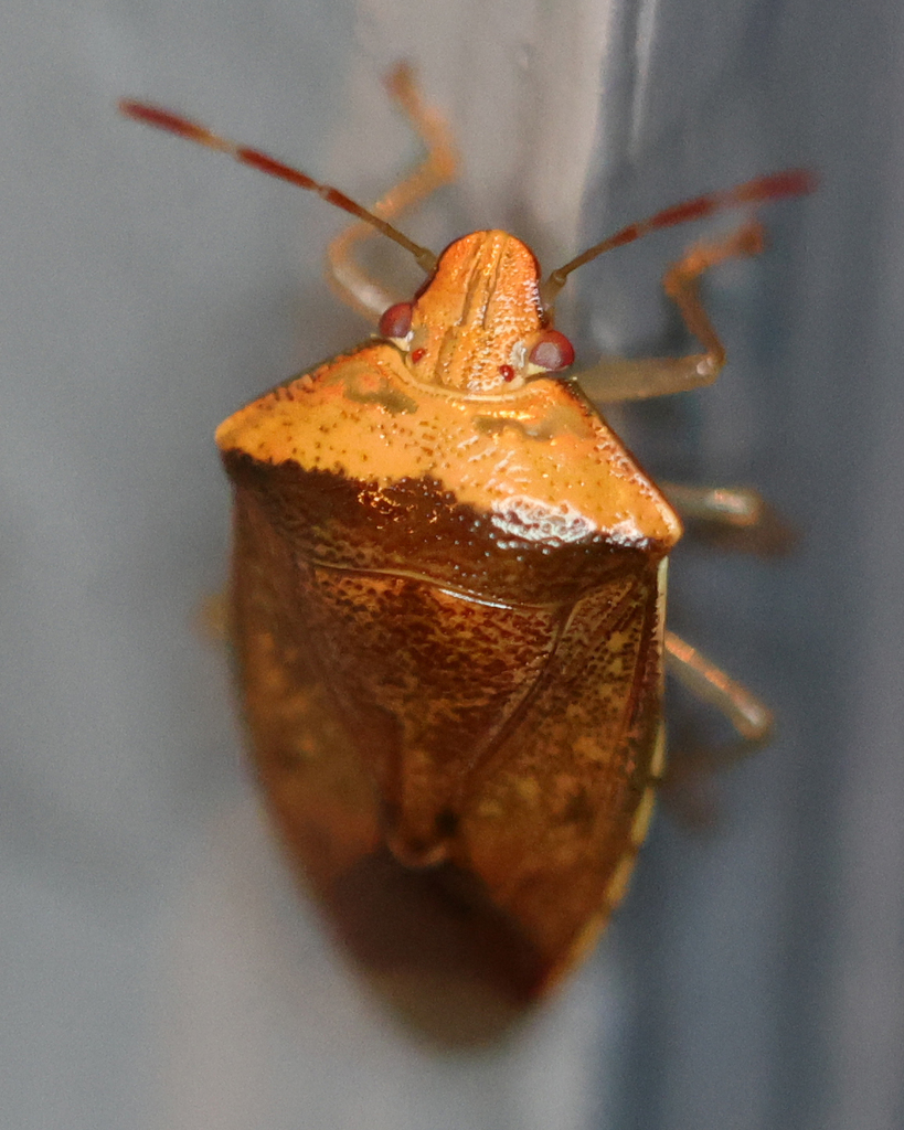 Banasa calva from Shepard Settlement, Onondaga County, NY, USA on ...