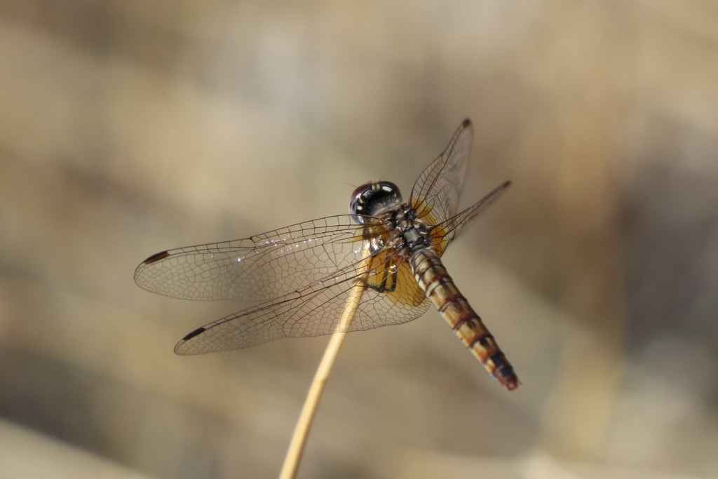Violet Dropwing from Jaén, Spain on September 28, 2019 at 10:33 AM by ...