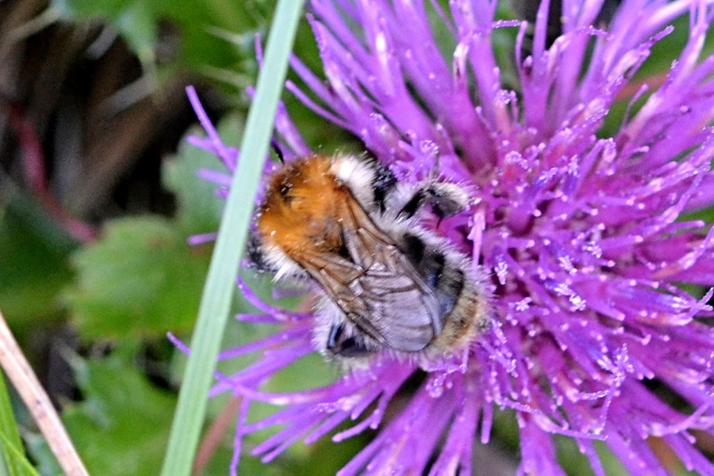 Common Carder Bumble Bee from 294 23 Čistá, Česko on August 18, 2023 at ...