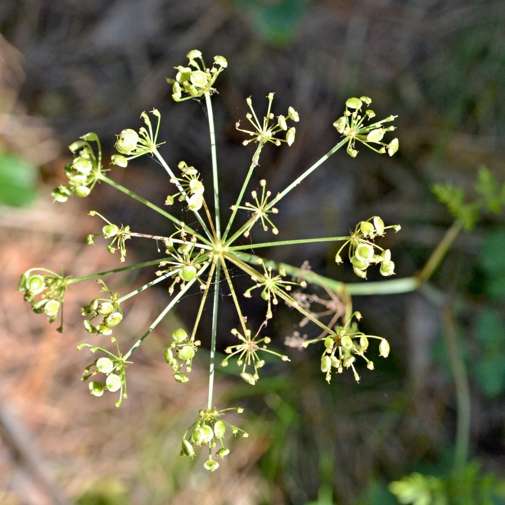 Mountain Parsley from 294 23 Čistá, Česko on August 18, 2023 at 03:40 ...