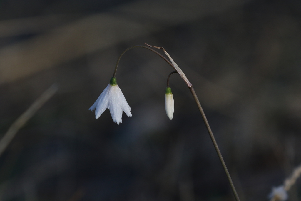 Autumn Snowflake from Jaén, Spain on September 28, 2019 at 05:19 PM by ...