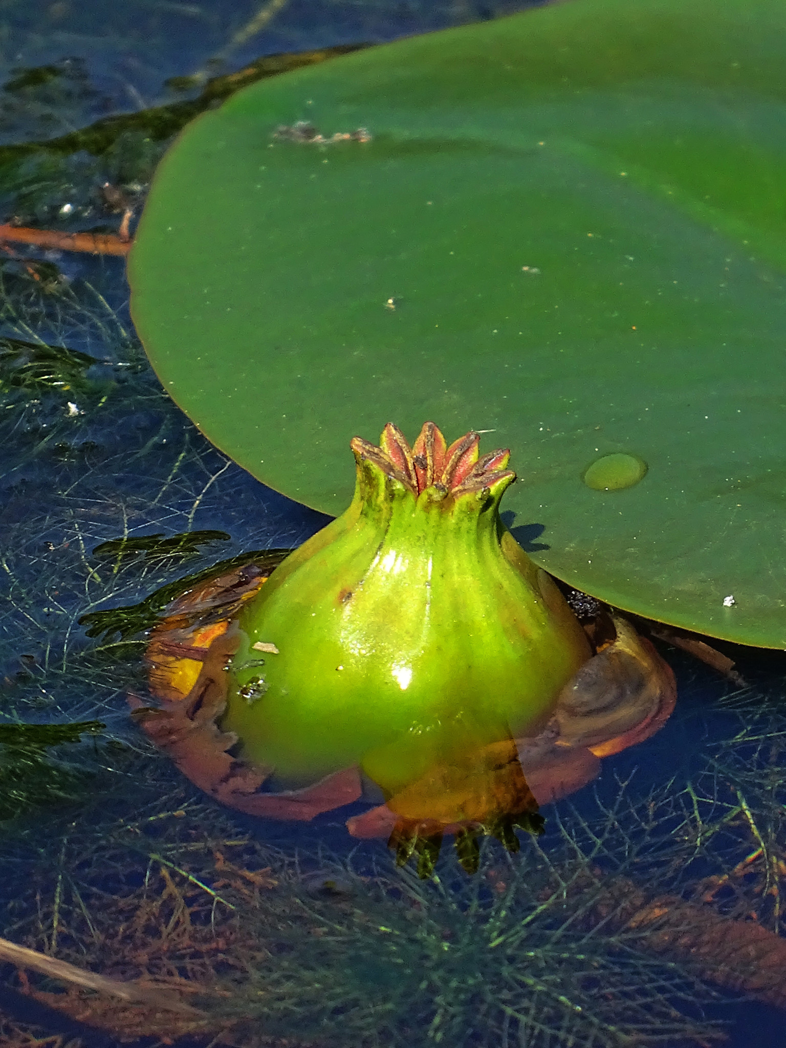Spatterdock Lily