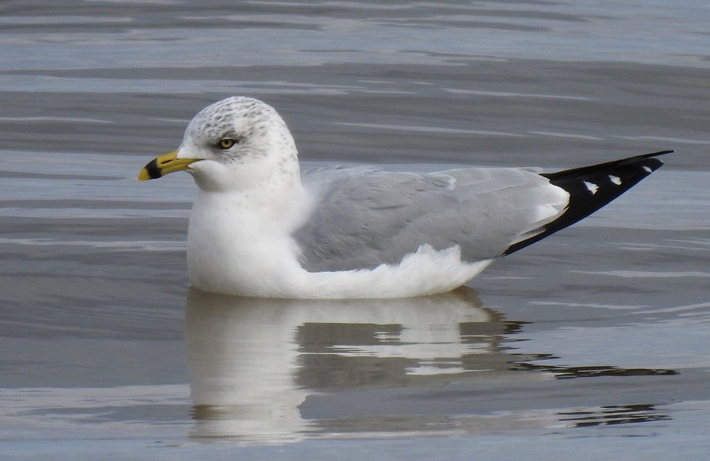 Ring-billed Gull (Birds of Northwest Lower Michigan) · iNaturalist