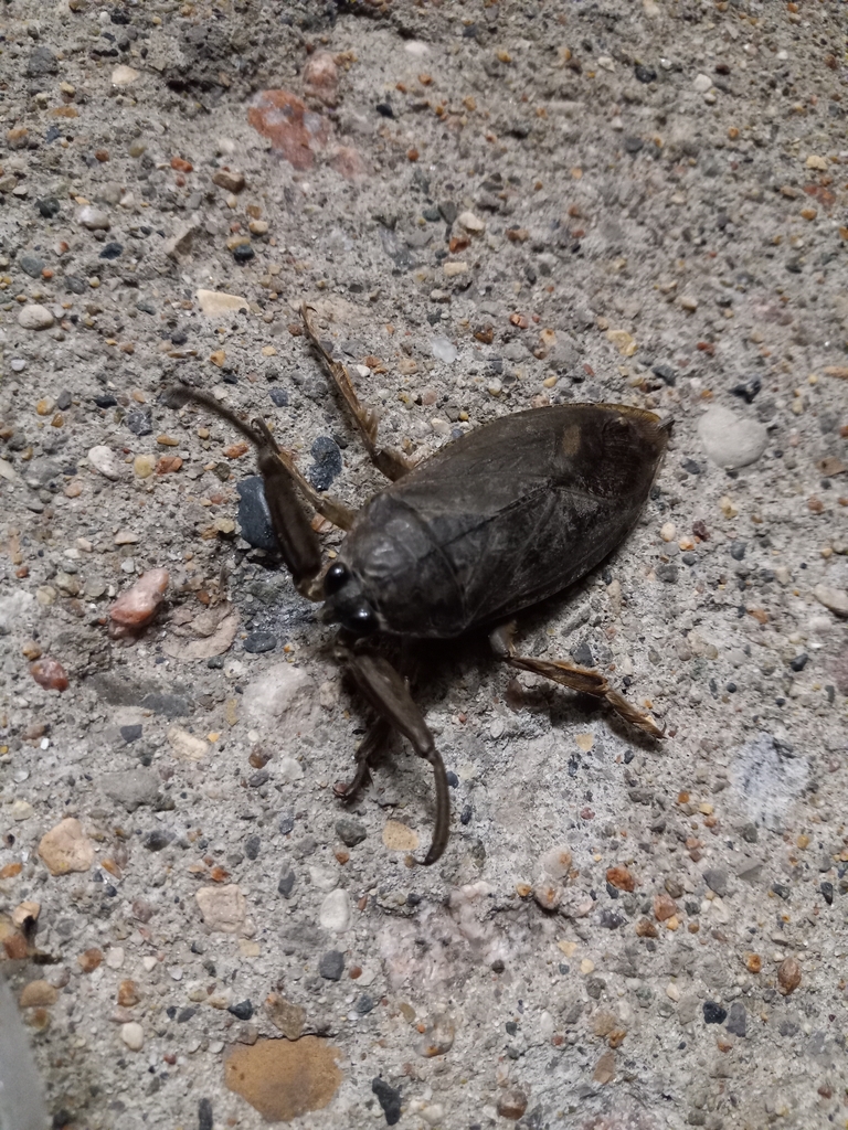 American Giant Water Bug from Grand Forks on August 20, 2023 at 09:11 ...