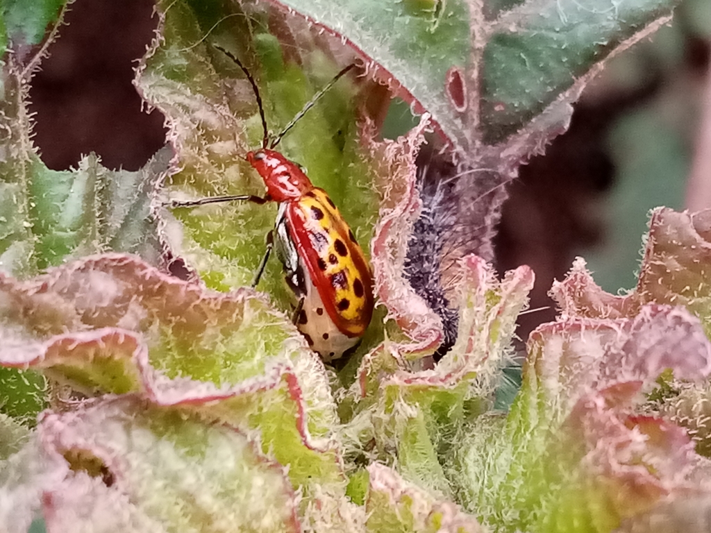 Isotes multipunctata desde 8WW4+6V, Parque Nacional Cerro de la ...