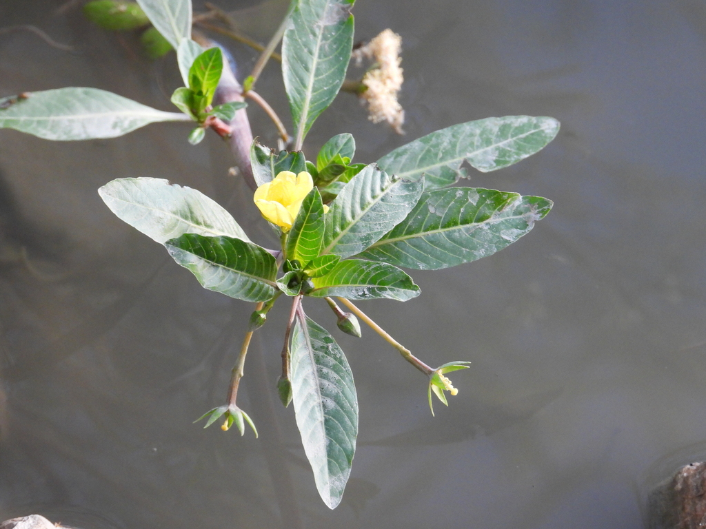 floating primrose-willow from Presa SA Cuencamé, Dgo., México on August ...